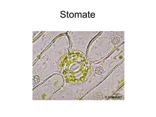 Photosynthesis(2) | PPT
