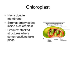 Photosynthesis(2) | PPT