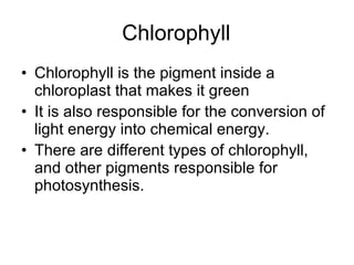Photosynthesis(2) | PPT