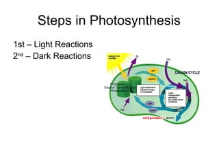 Photosynthesis(2) | PPT