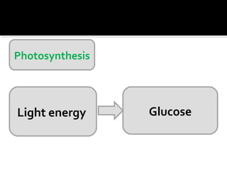 Photosynthesis 2 | PPT