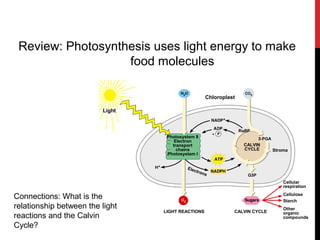 Photosynthesis | PPT