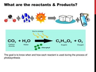 Photosynthesis | PPT