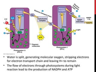 Photosynthesis | PPT