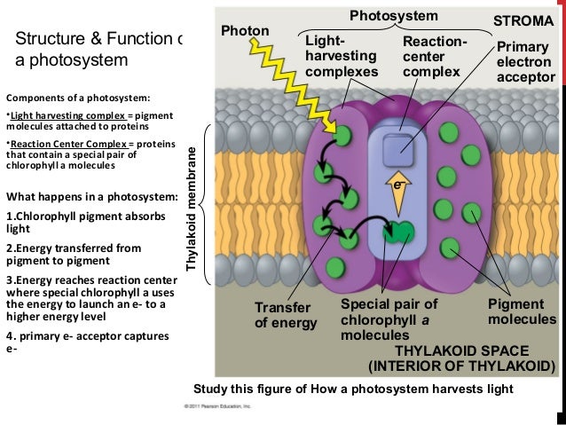 Photosynthesis