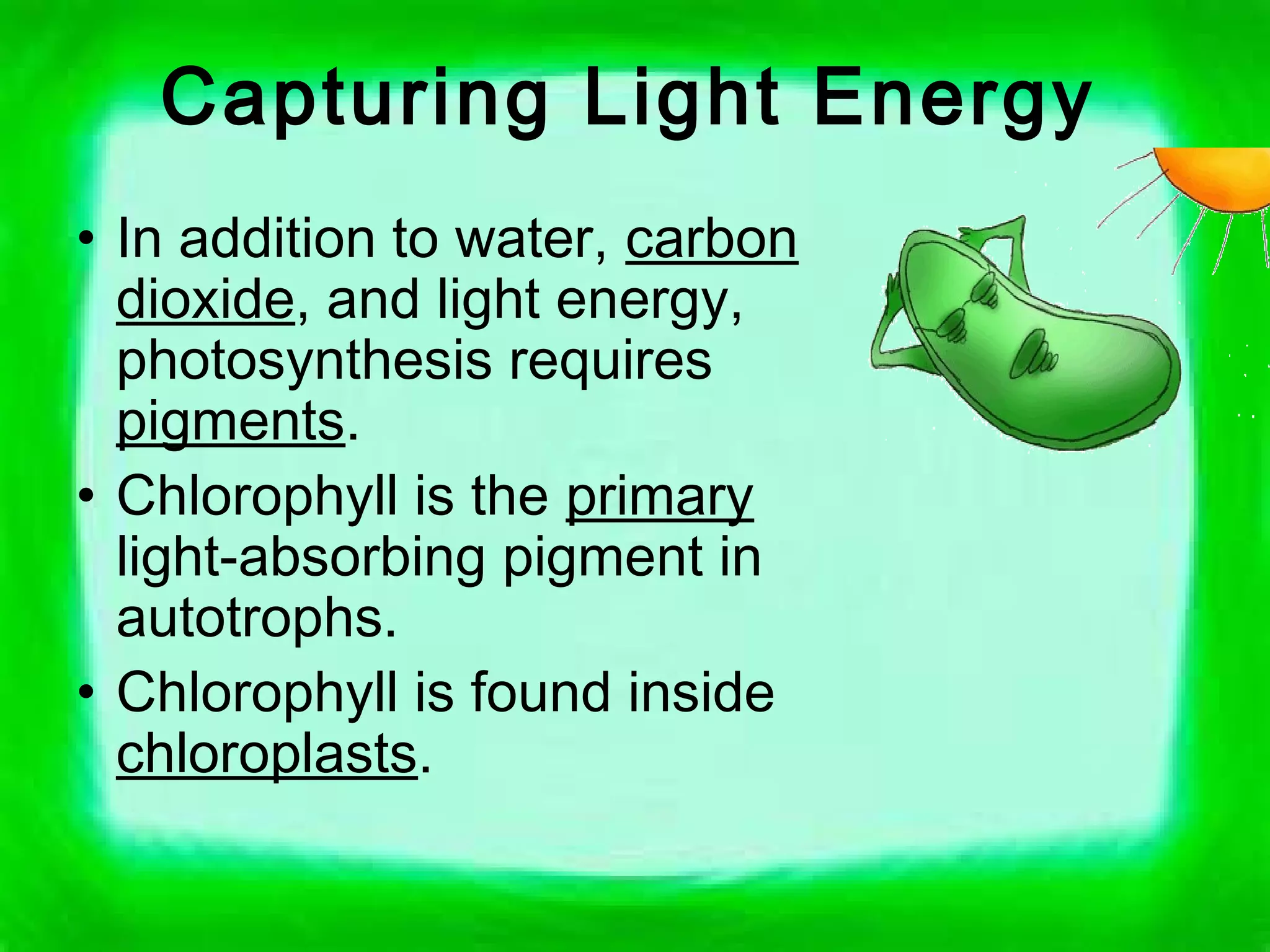Chapter 6 - Photosynthesis | PPT