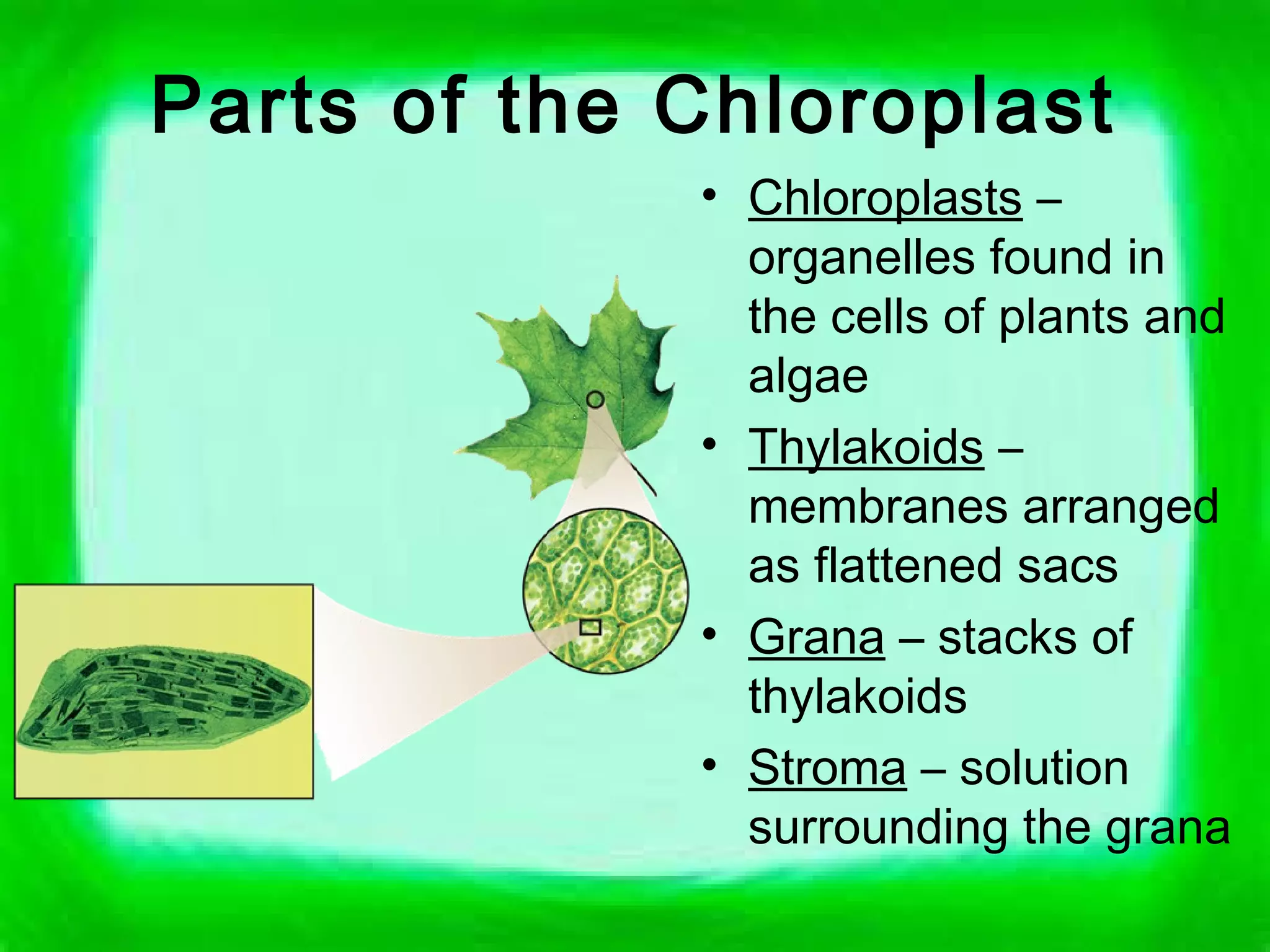 Chapter 6 - Photosynthesis | PPT