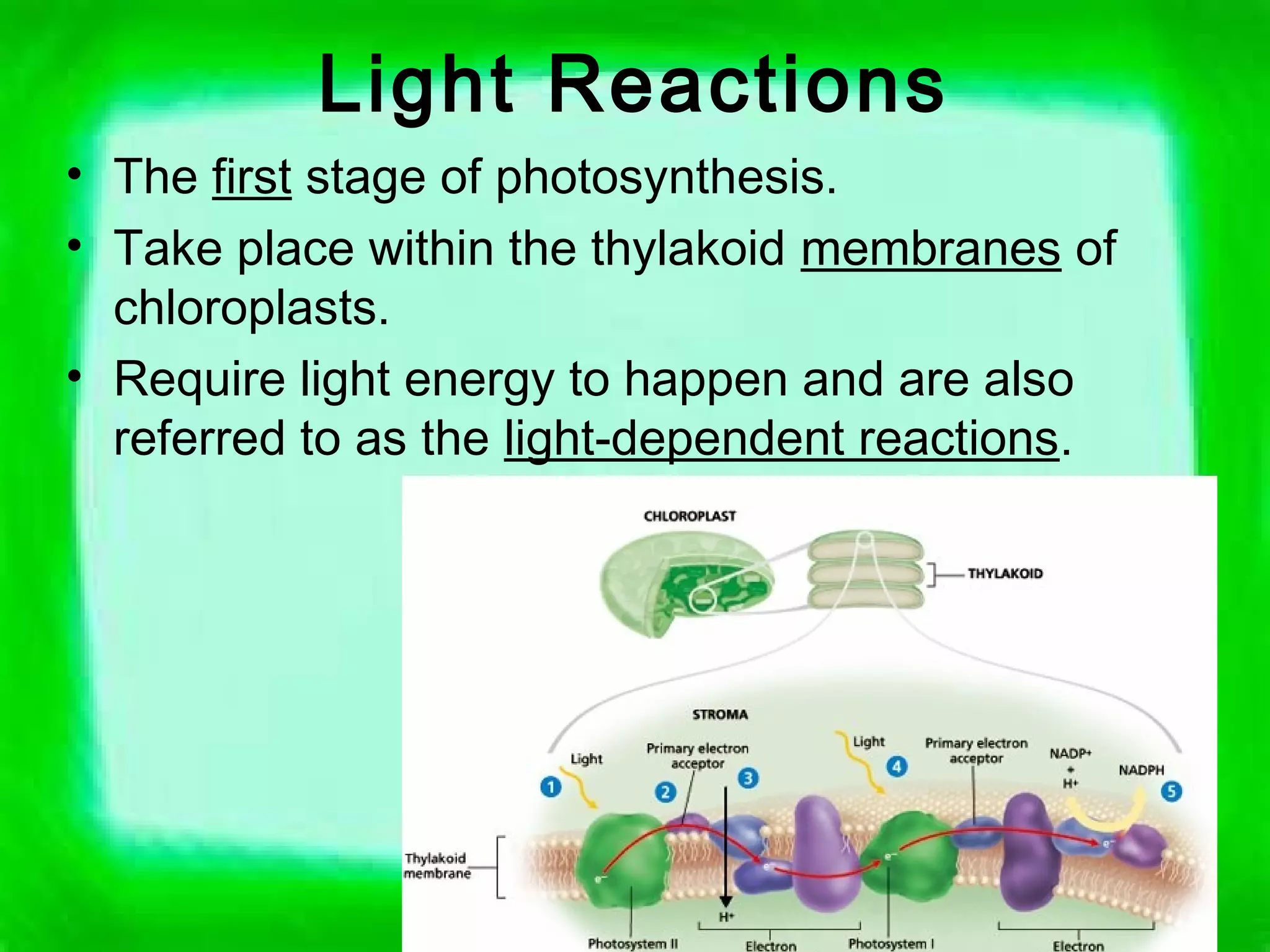 Chapter 6 - Photosynthesis | PPT
