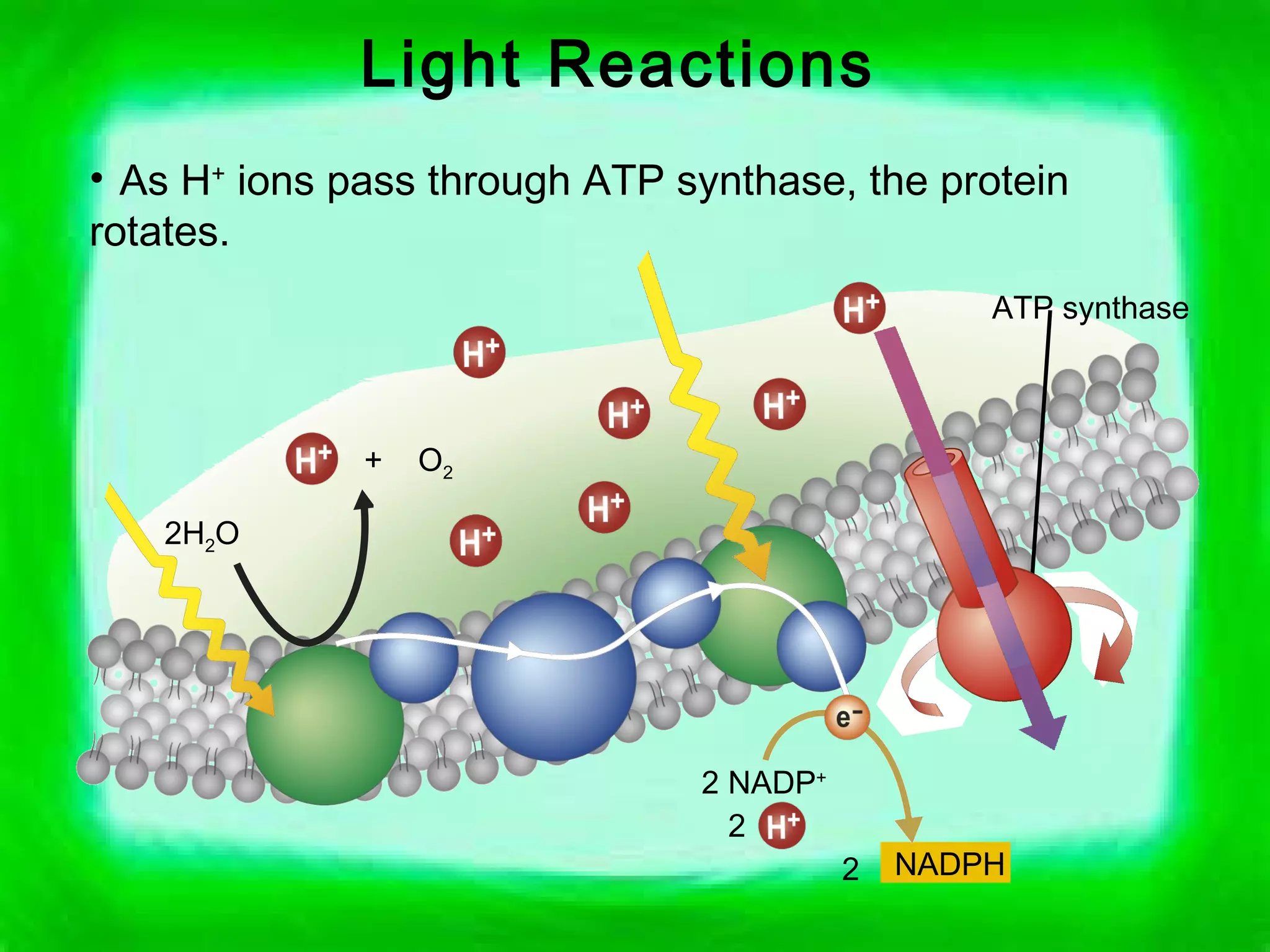 Chapter 6 - Photosynthesis | PPT