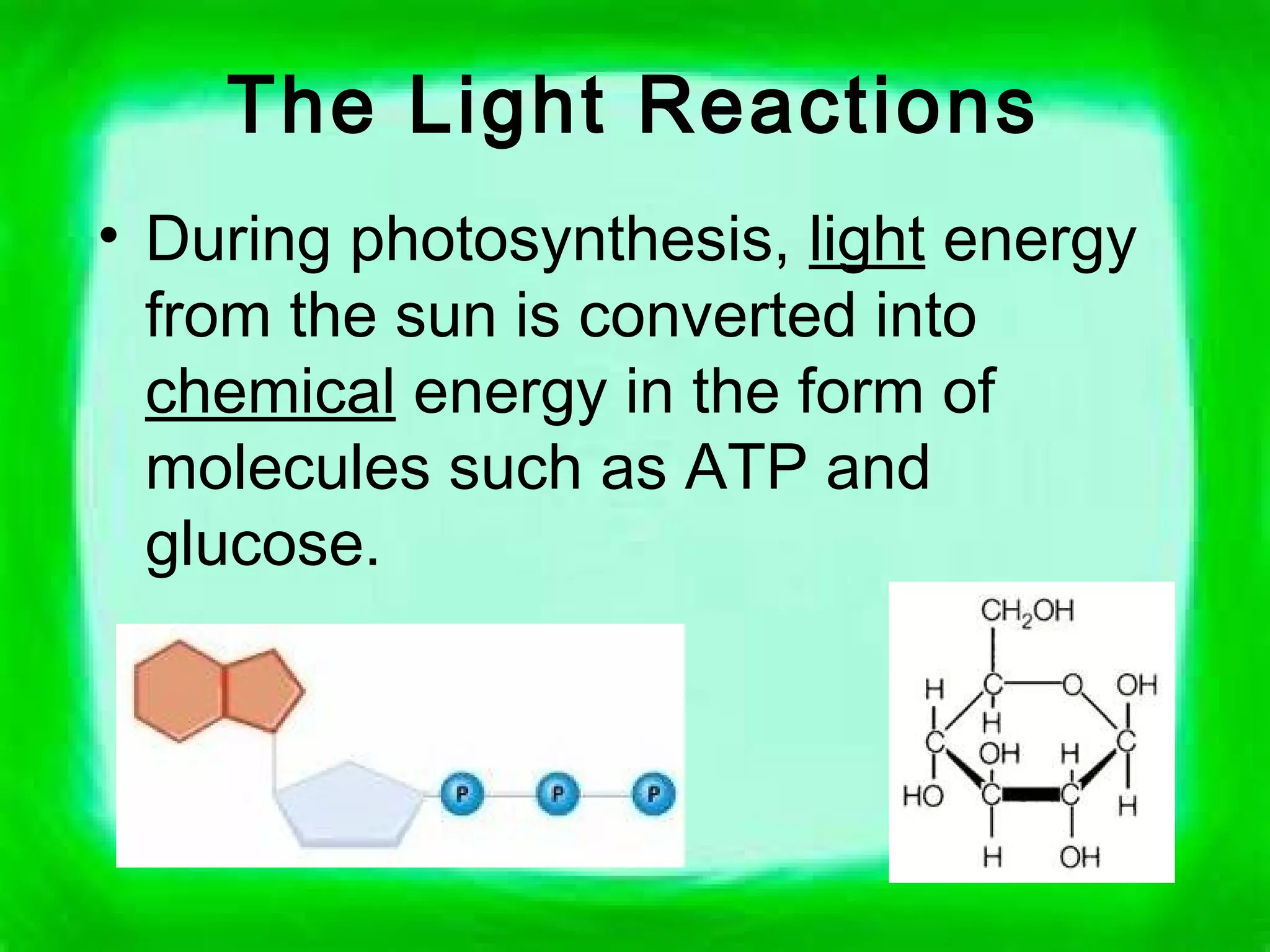 Chapter 6 - Photosynthesis | PPT