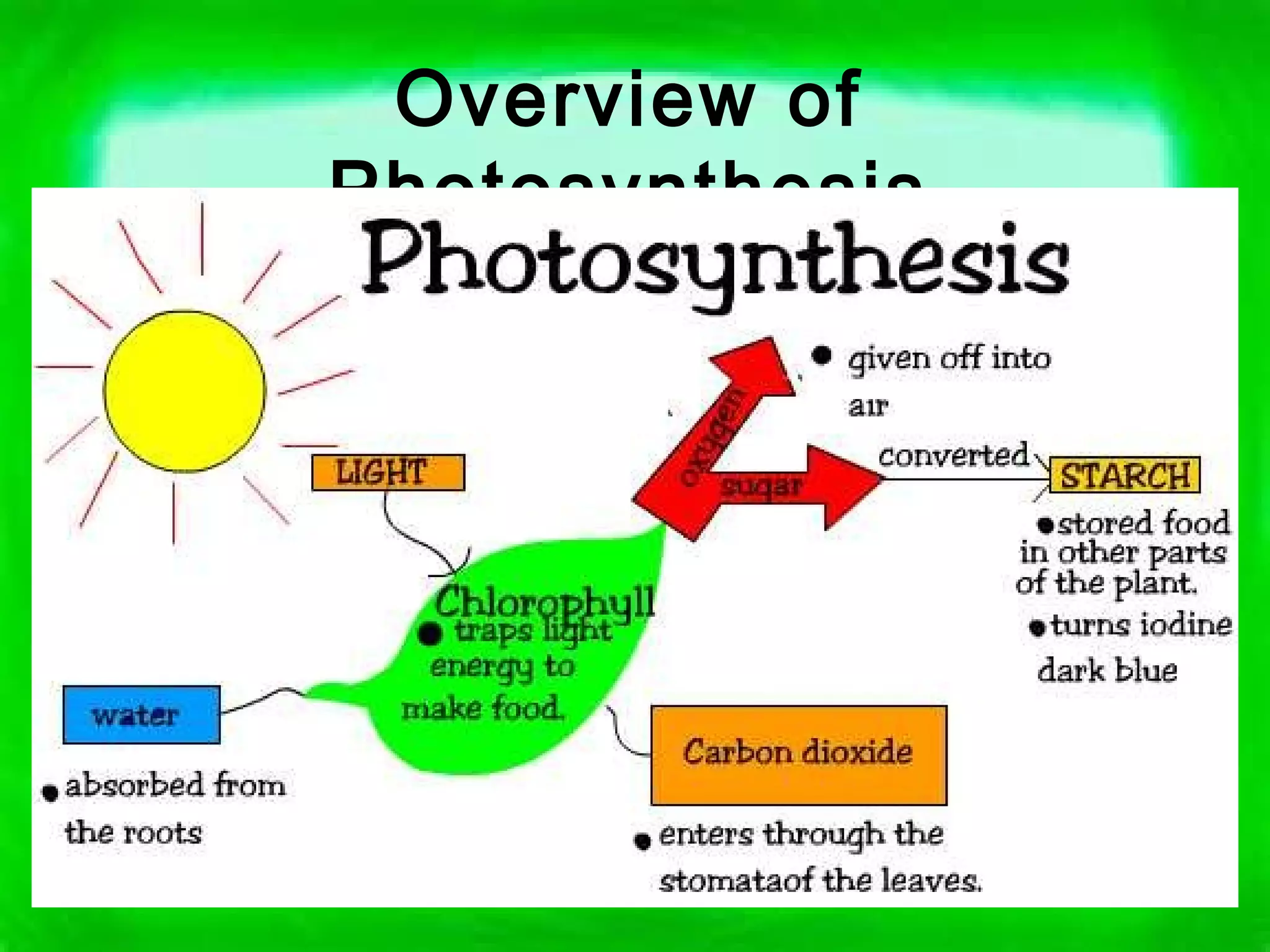 Chapter 6 - Photosynthesis | PPT
