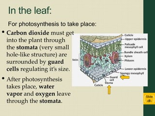 Photosynthesis 2016 | PPTX
