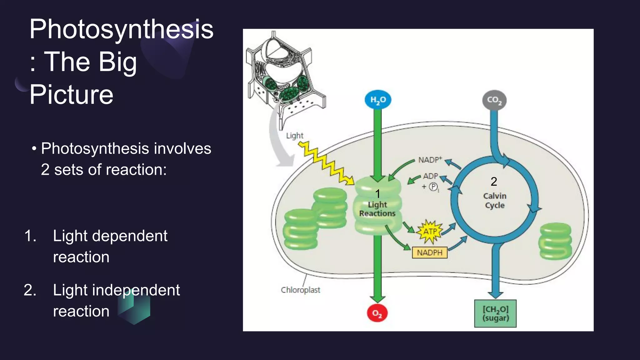 Photosynthesis 2020 final.pptx.pdf