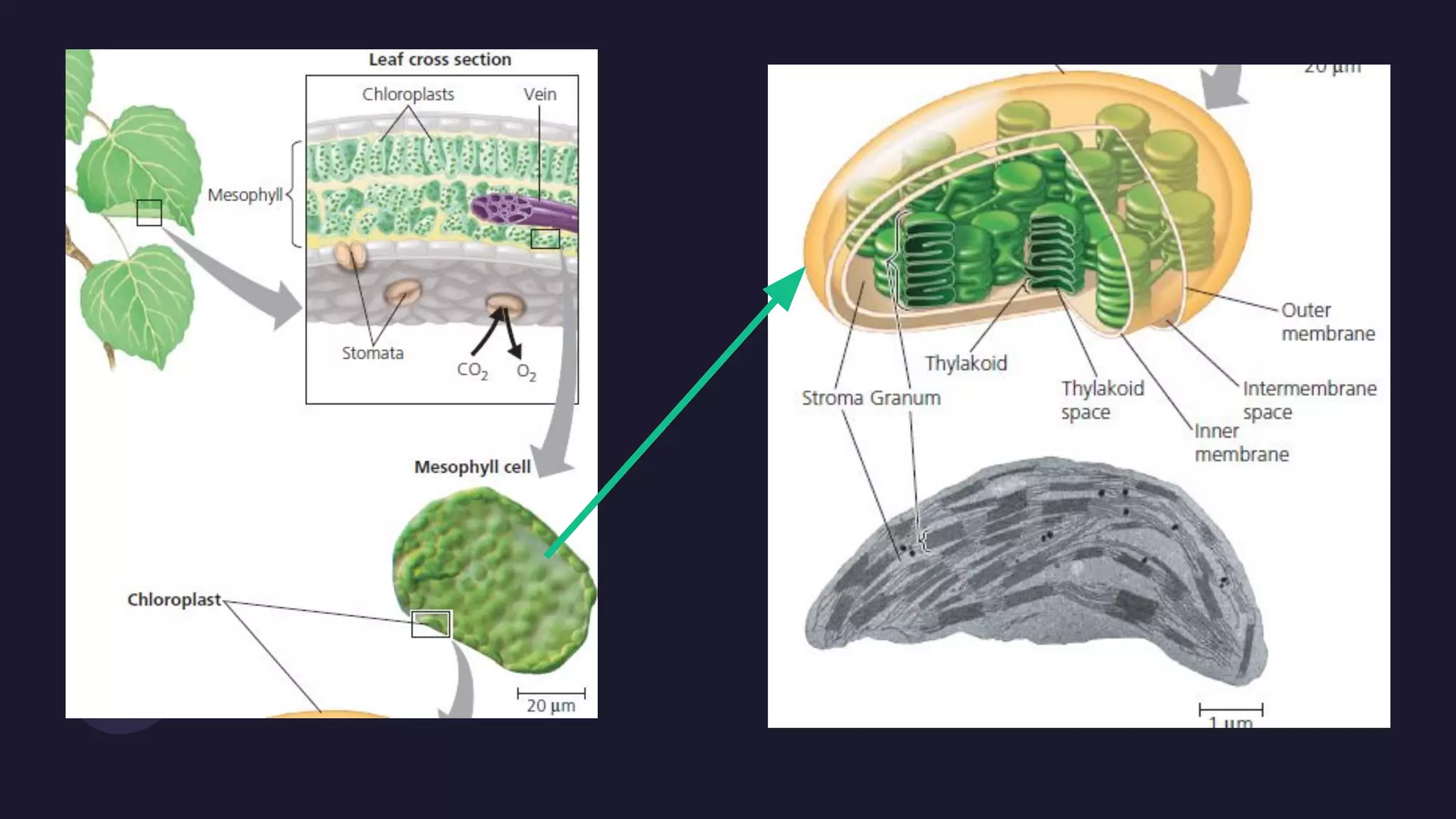 Photosynthesis 2020 final.pptx.pdf