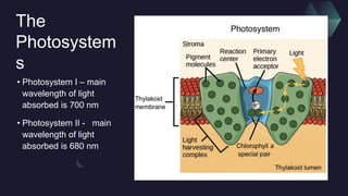 Photosynthesis 2020 final.pptx.pdf
