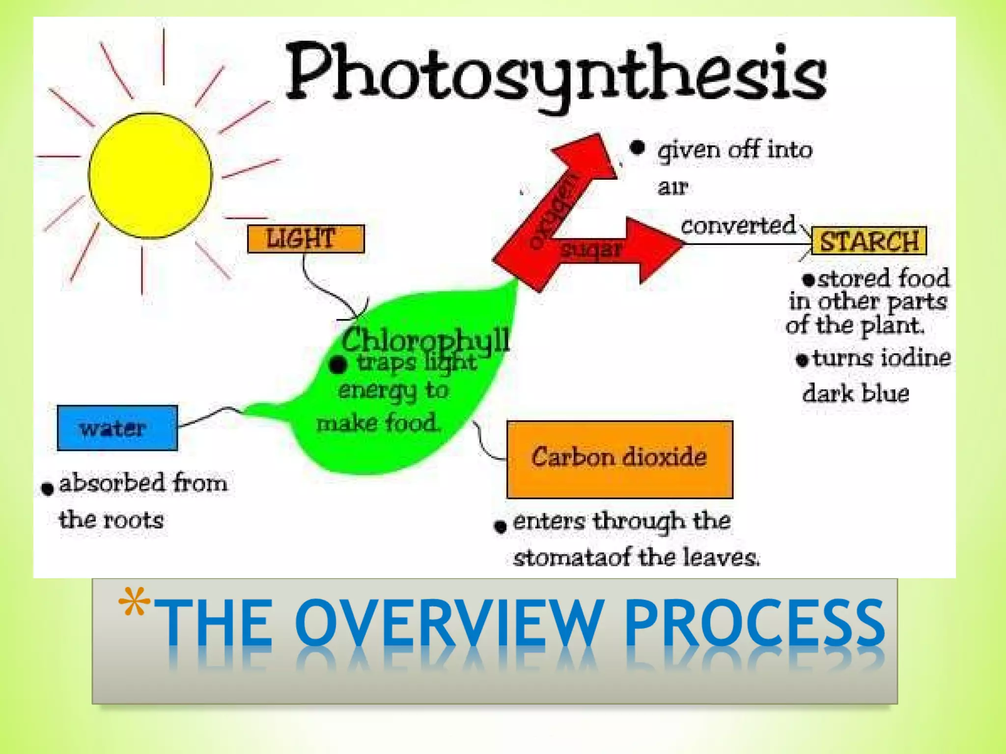 Photosynthesis | PPT