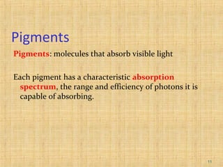 Photosynthesis | PPT