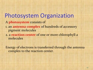 Photosynthesis | PPT