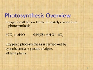Photosynthesis | PPT