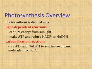 Photosynthesis | PPT