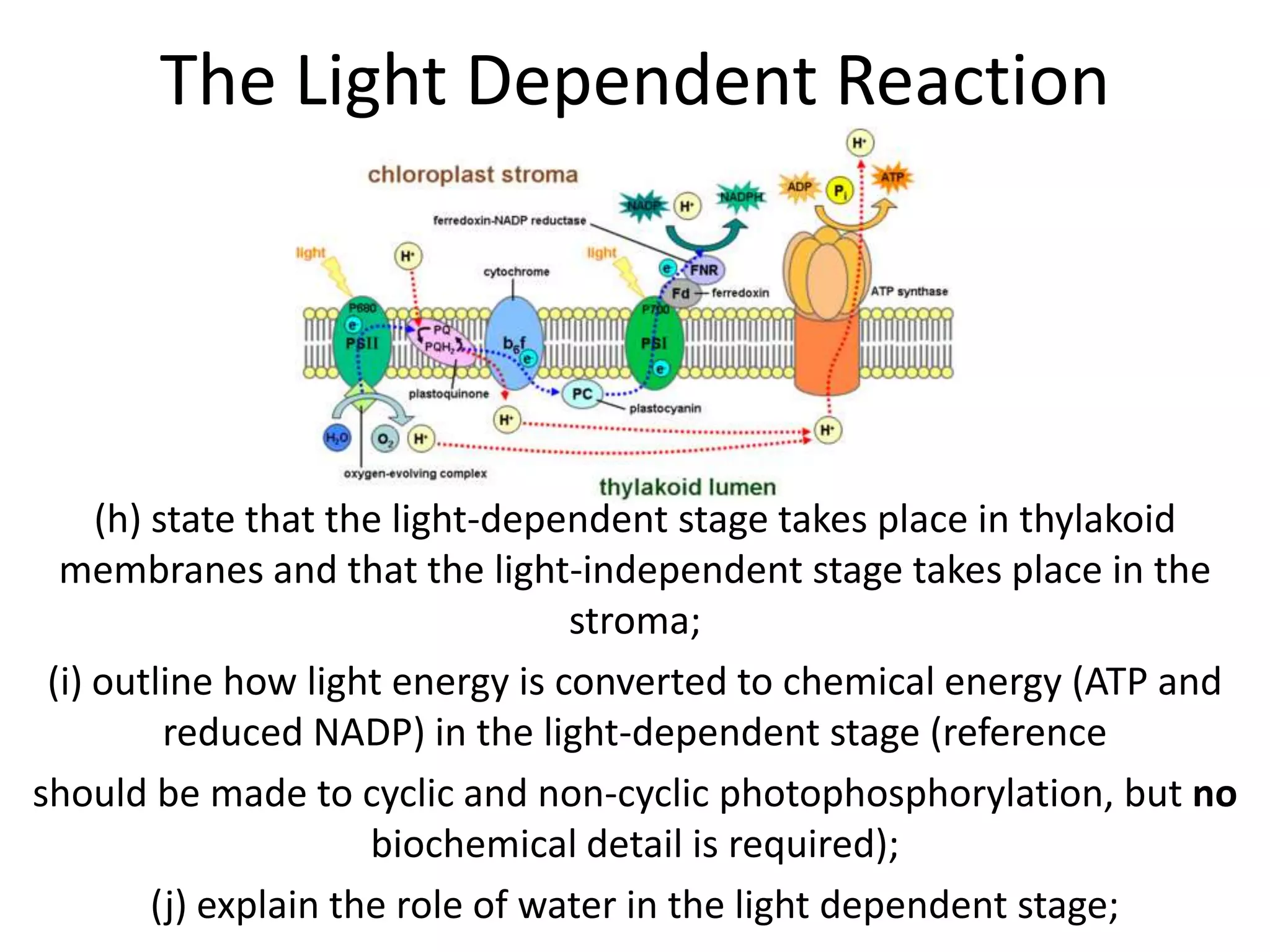 Photosynthesis 5 the light dependent reaction | PPTX