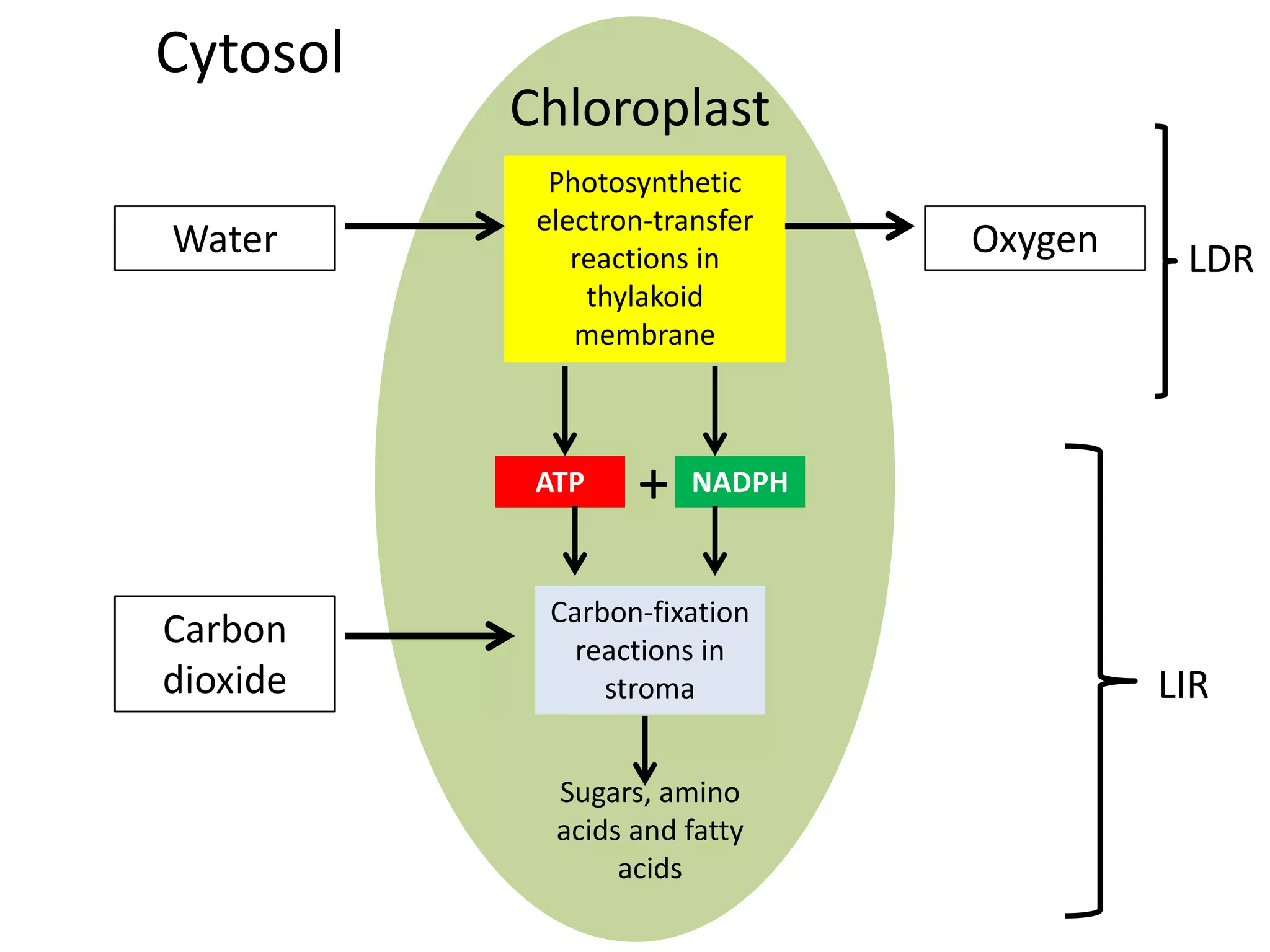 Photosynthesis 5 the light dependent reaction | PPTX