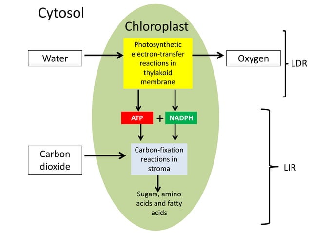 Photosynthesis 5 the light dependent reaction | PPTX | Chemistry | Science