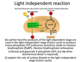 Photosynthesis 6 light independent reaction | PPTX