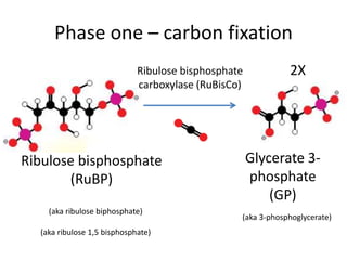 Photosynthesis 6 light independent reaction | PPTX