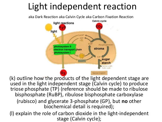 Photosynthesis 6 light independent reaction