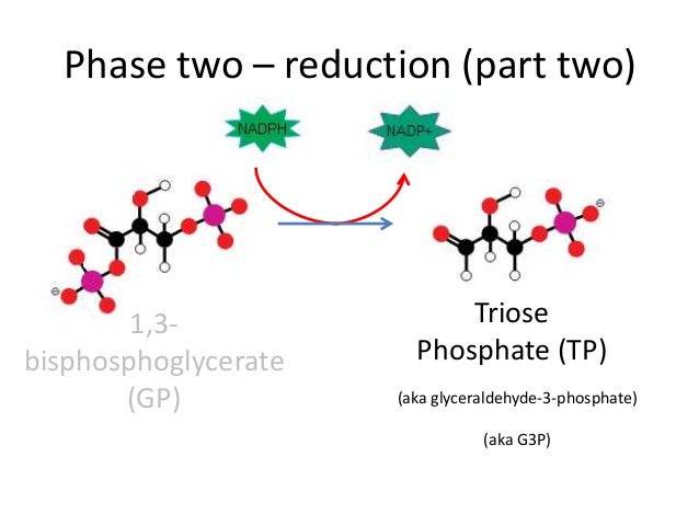 Photosynthesis 6 light independent reaction