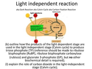 Photosynthesis 6 light independent reaction | PPTX
