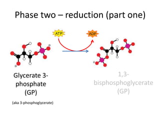 Photosynthesis 6 light independent reaction | PPTX | Chemistry | Science