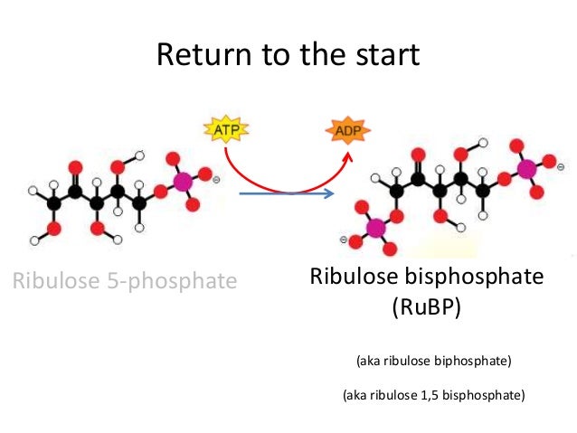 Photosynthesis 6 light independent reaction