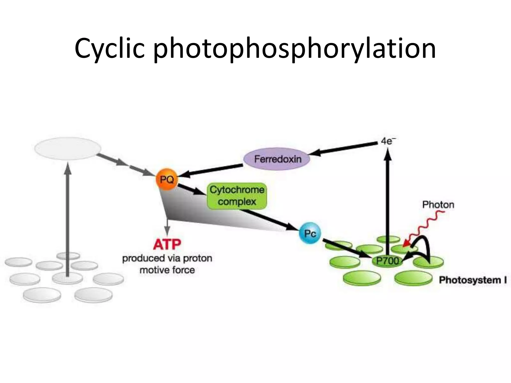 Photosynthesis 6 light independent reaction | PPT