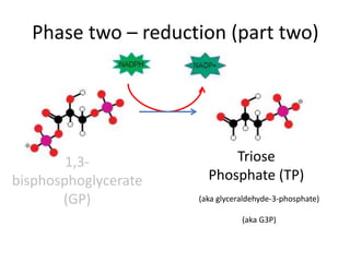 Photosynthesis 6 light independent reaction | PPTX