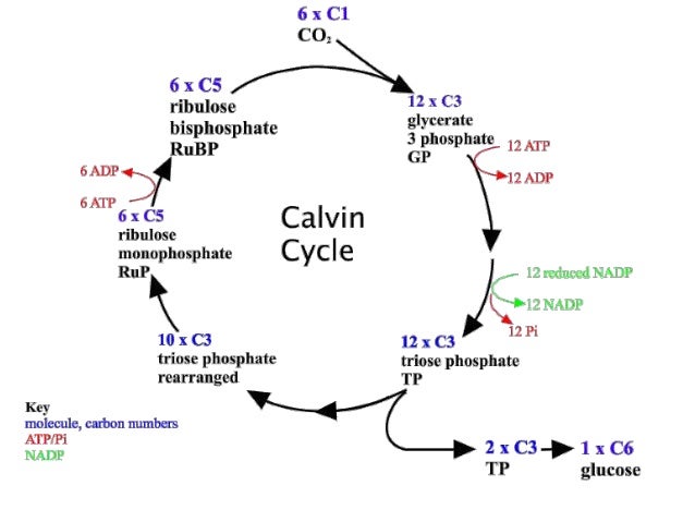 Photosynthesis 6 light independent reaction