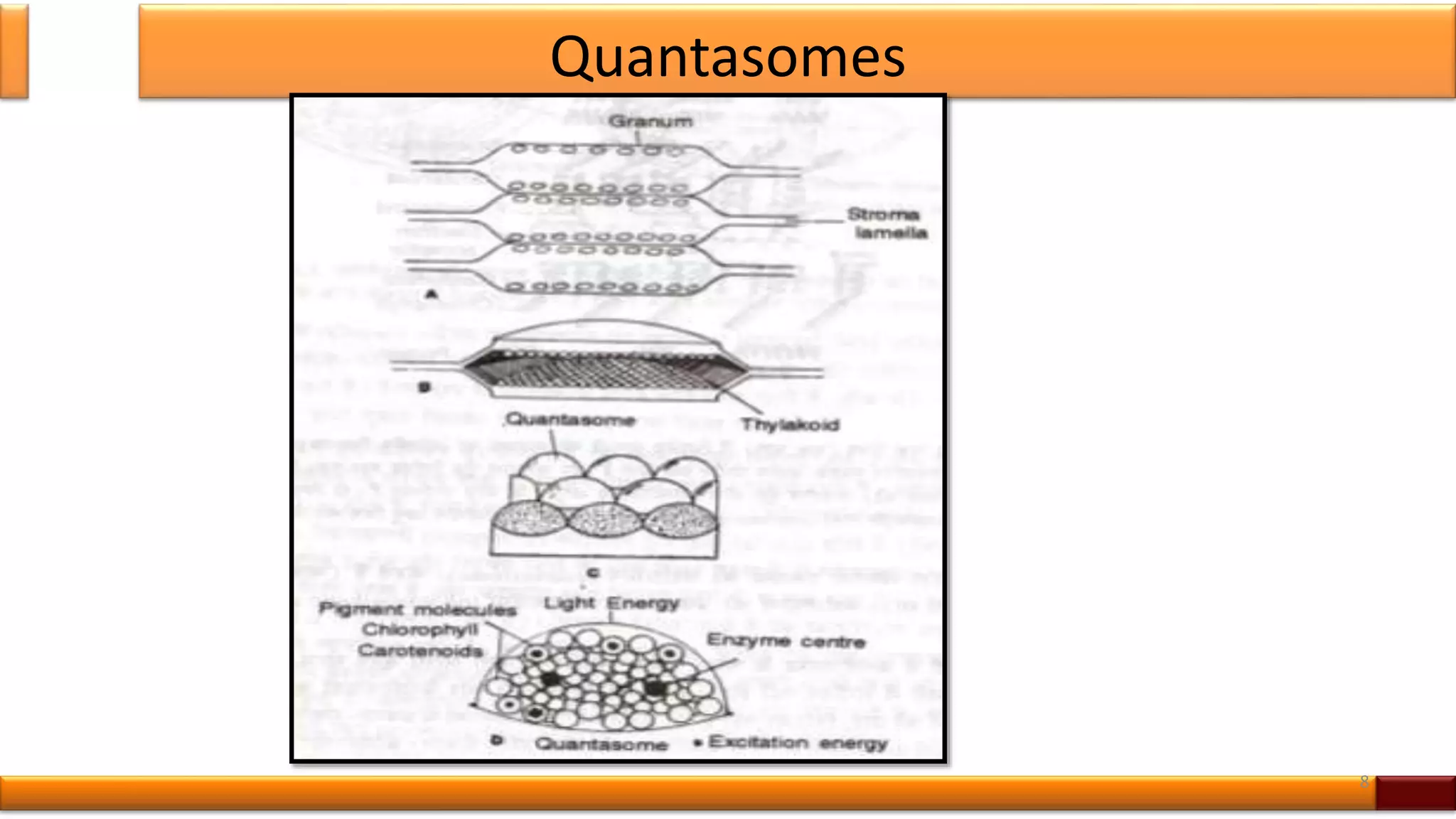Photosynthesis | PPTX