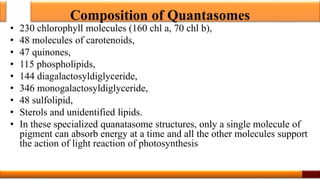Photosynthesis | PPTX