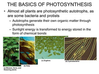 Photosynthesis | PPT