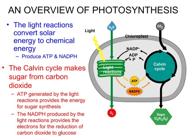 Photosynthesis Presentation for A level.ppt