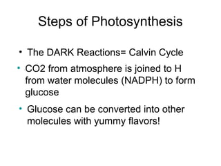 Photosynthesis Presentation for A level.ppt