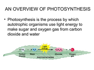 The Basics of the Process of Photosynthesis | PPT