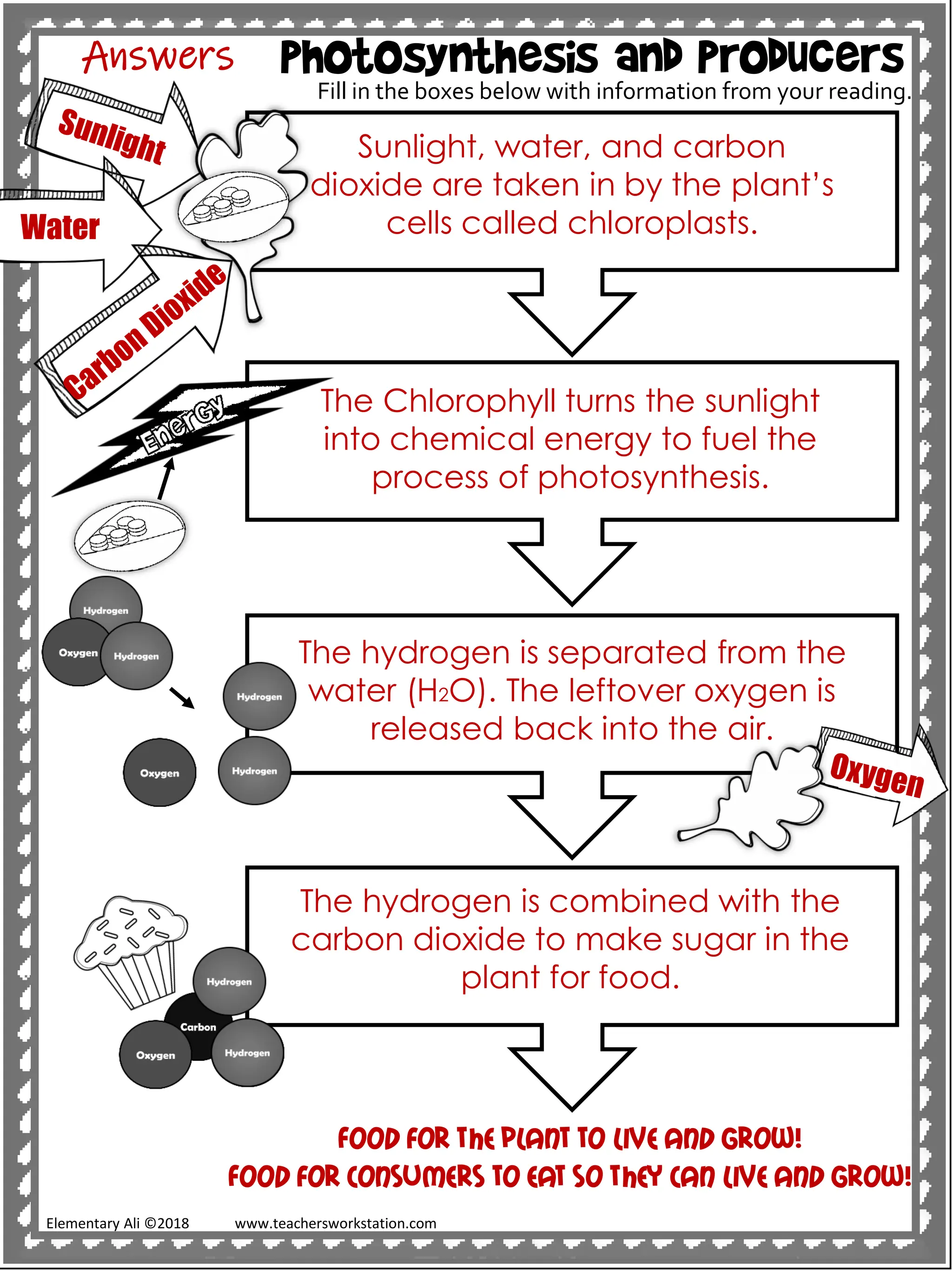 Photosynthesis activity.pdf