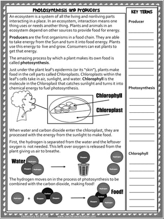 Photosynthesis activity.pdf