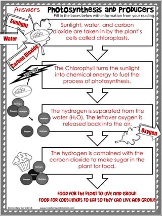 Photosynthesis activity.pdf