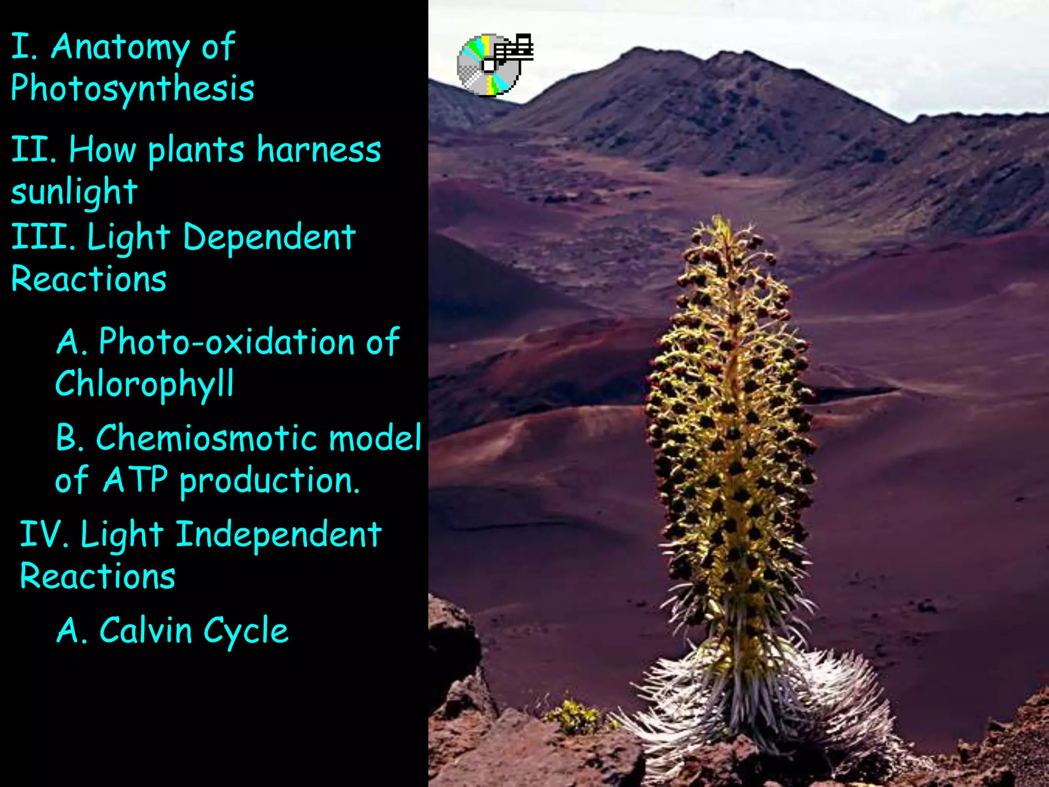 Photosynthesis C3 and C4 cycle, Dr.Kamlesh shah, PSSHDA,KADI | PPT