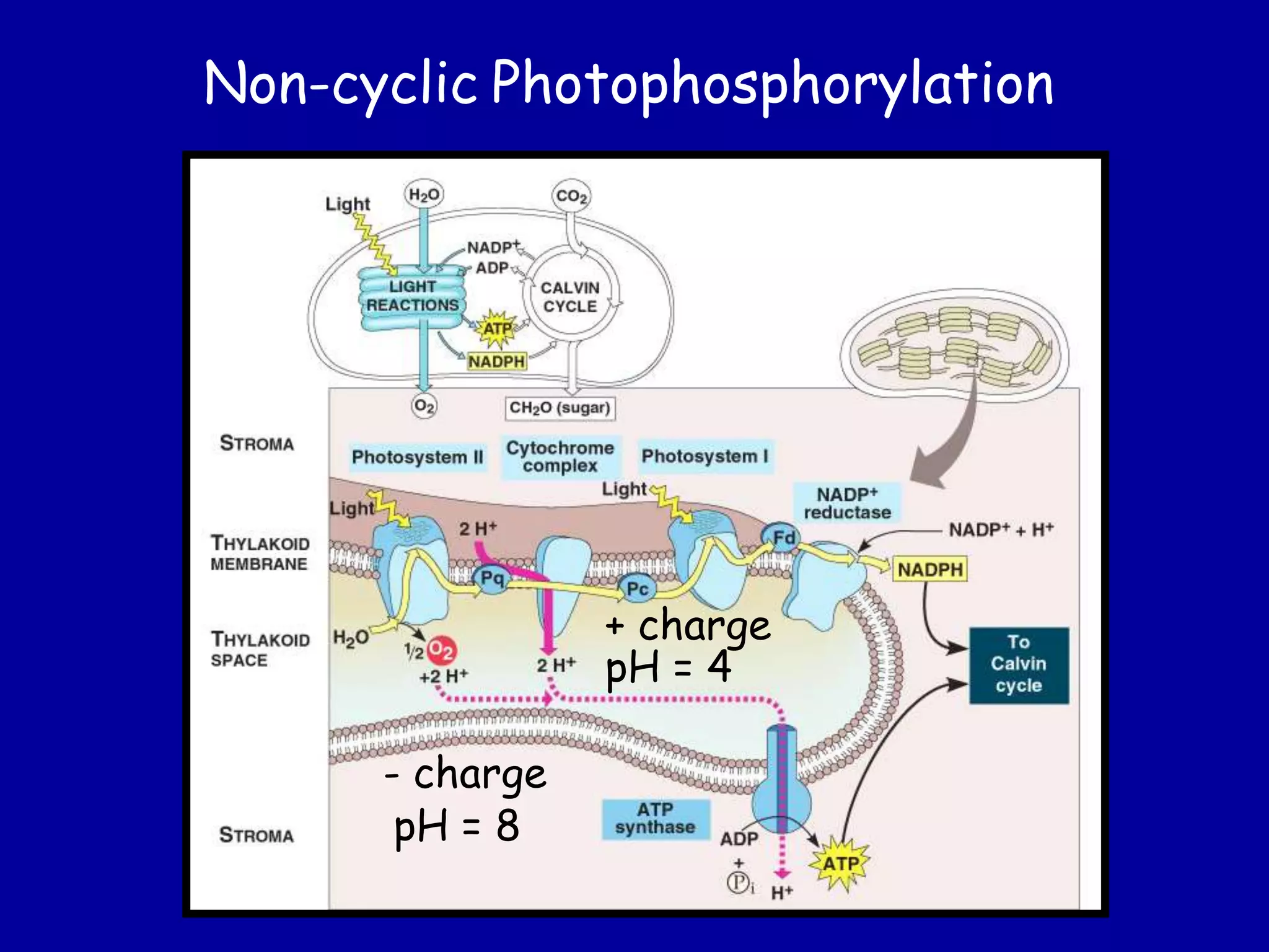 Photosynthesis C3 and C4 cycle, Dr.Kamlesh shah, PSSHDA,KADI | PPT