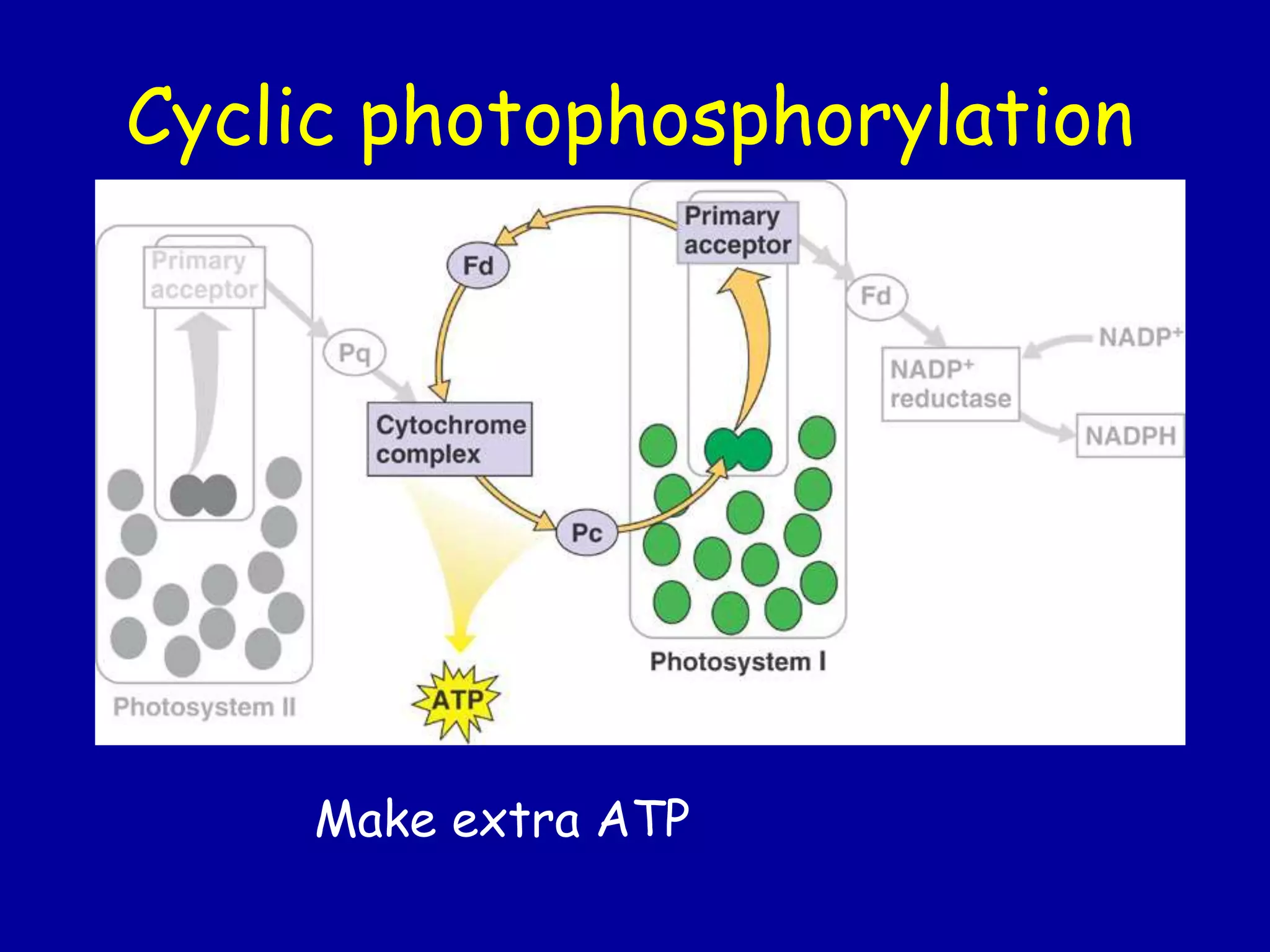 Photosynthesis C3 and C4 cycle, Dr.Kamlesh shah, PSSHDA,KADI | PPT