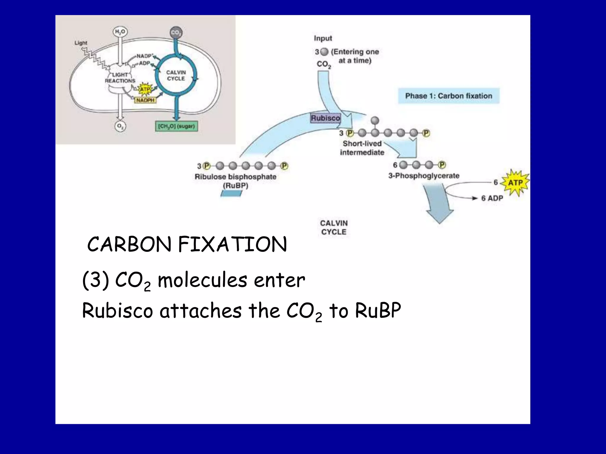 Photosynthesis C3 and C4 cycle, Dr.Kamlesh shah, PSSHDA,KADI | PPT